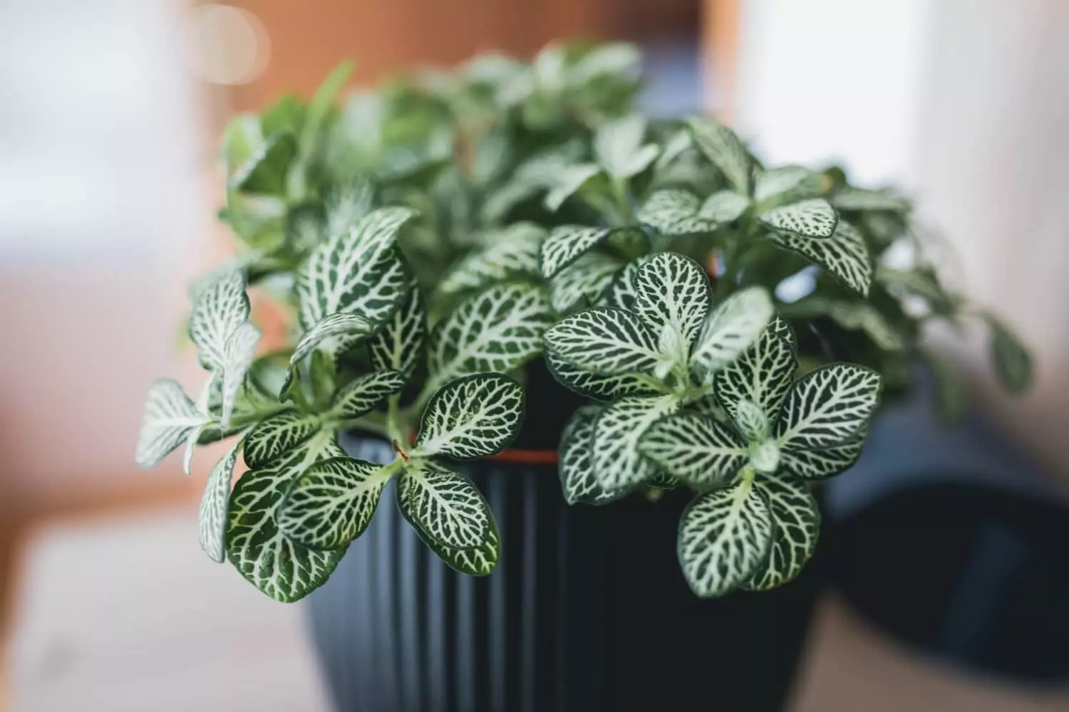 Como crecer e coidar Fittonia