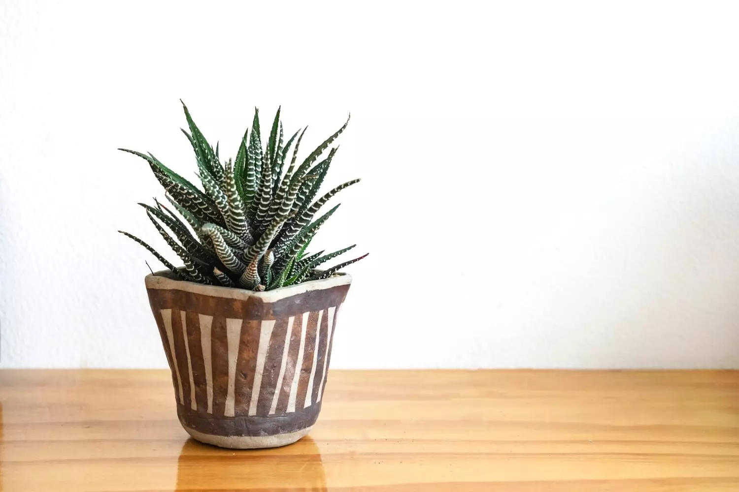 Como cultivar e coidar as plantas de Haworthia