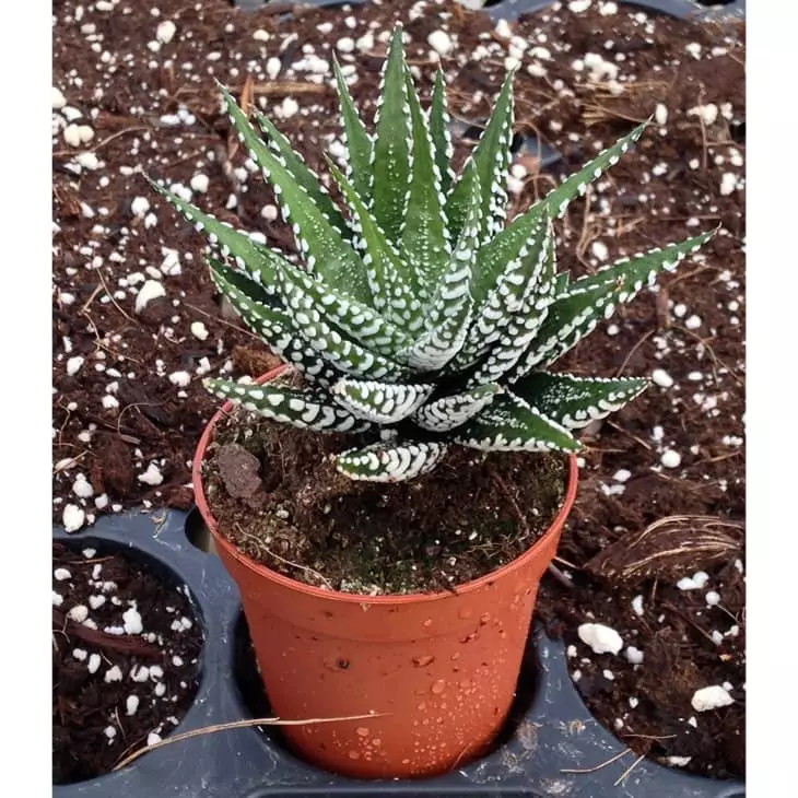 Imagine produs: Haworthia Attenuata