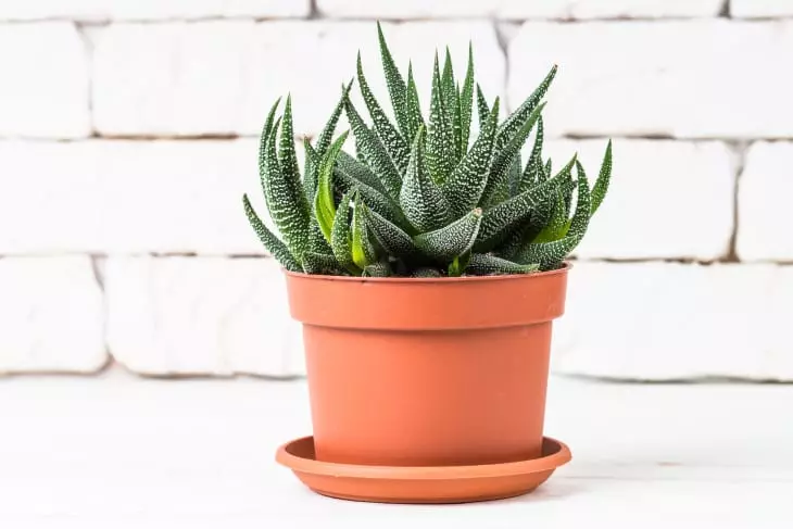 Haworthia suculenta