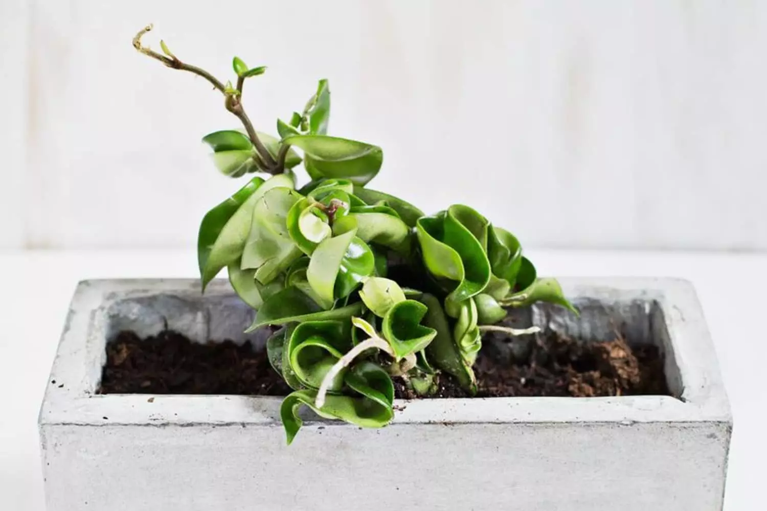 Sådan dyrkes og plejes Hoya-planter