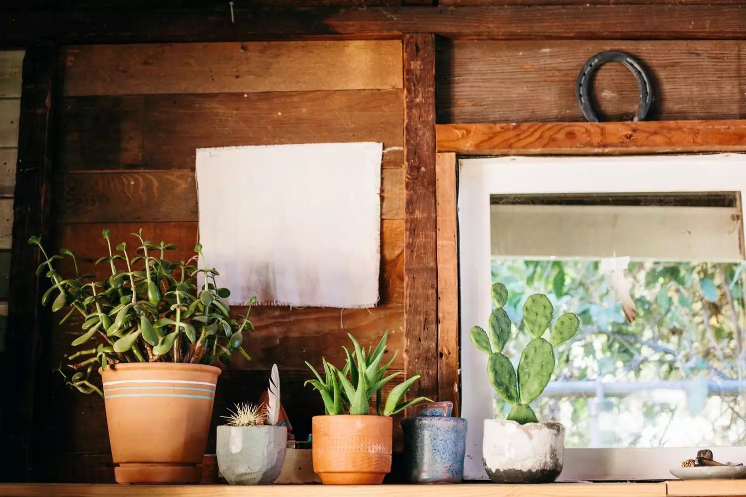 Tilgivelse for den glemsomme vann-er: Jades er den perfekte planten for deg