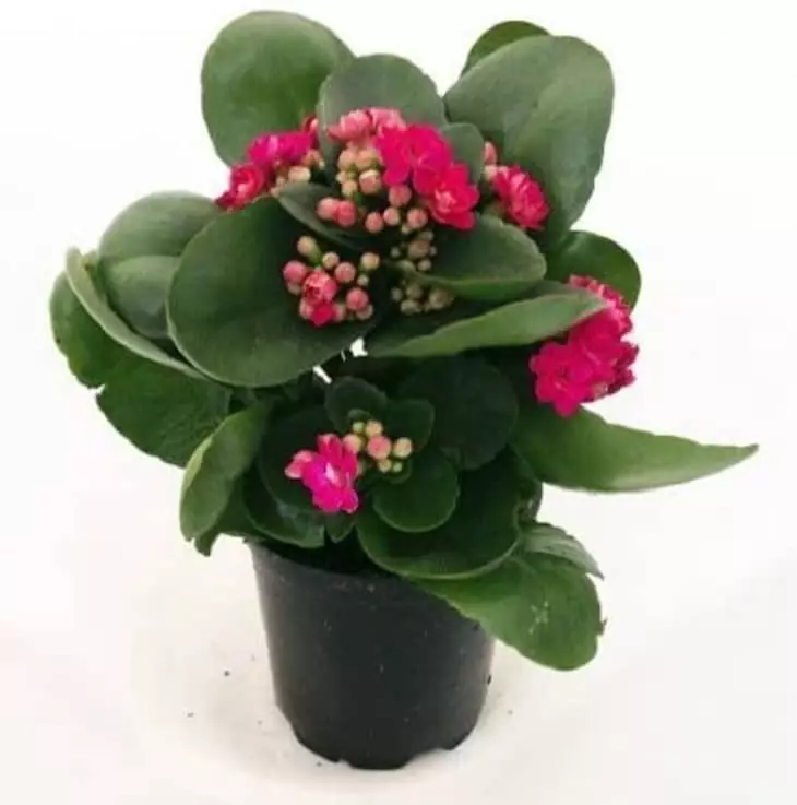 Produktbilde: JM Bamboo Rosebud Pink Kalanchoe Calandivia i 4-In. Gryte