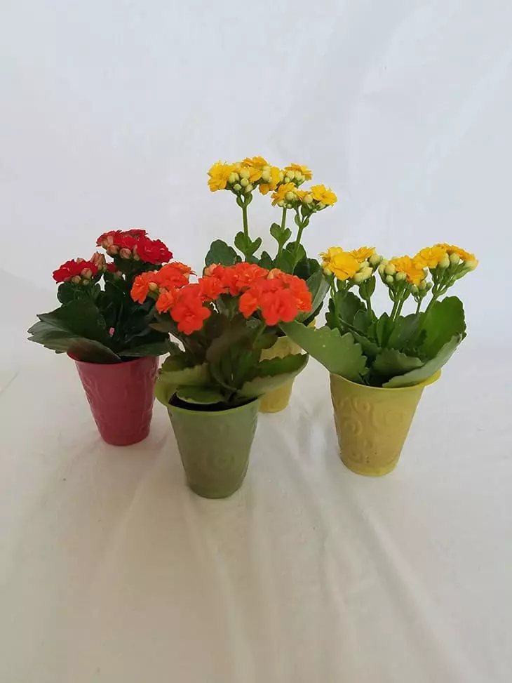 Produktbilde: Micky's Minis Sett med 4 Mini Kalanchoe i 2-In. Potter