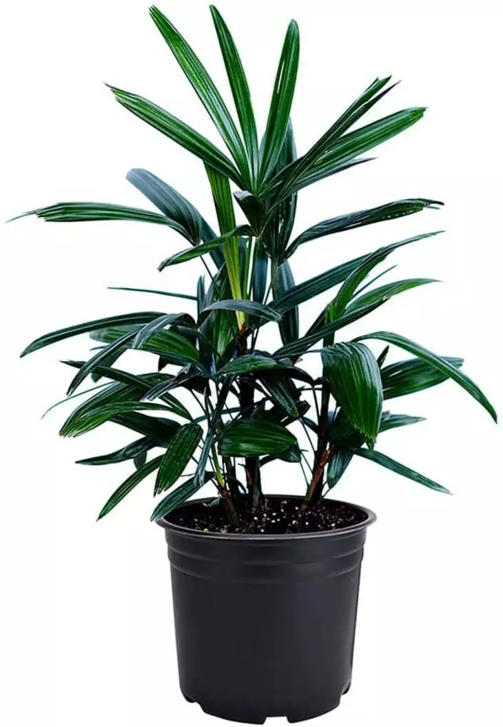 Delwedd Cynnyrch: Cyfnewid Planhigion Americanaidd Lady Palm Rhapis Excelsa mewn 6-In. Pot