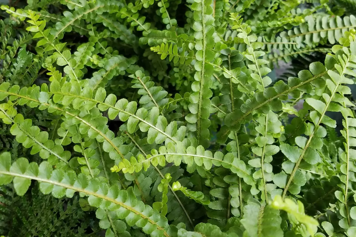 Maitiro Ekukura Lemon Bhatani Fern, iyo Hardy Fern Yawanga Uchitsvaga