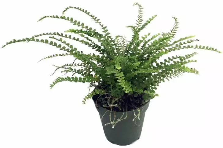 தயாரிப்பு படம்: Hirt's Gardens Lemon Button Fern in 4-In. பானை