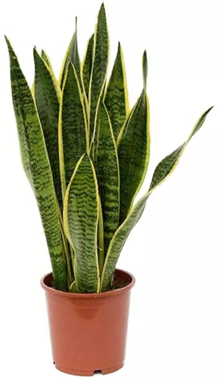 Тасвири маҳсулот: Корхонаи амрикоии биржаи Sansevieria мор дар 6-дар. Пот