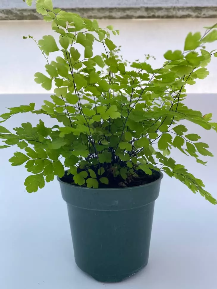 Hulagway sa Produkto: Lively Plants Co. 4-In. Maidenhair Fern