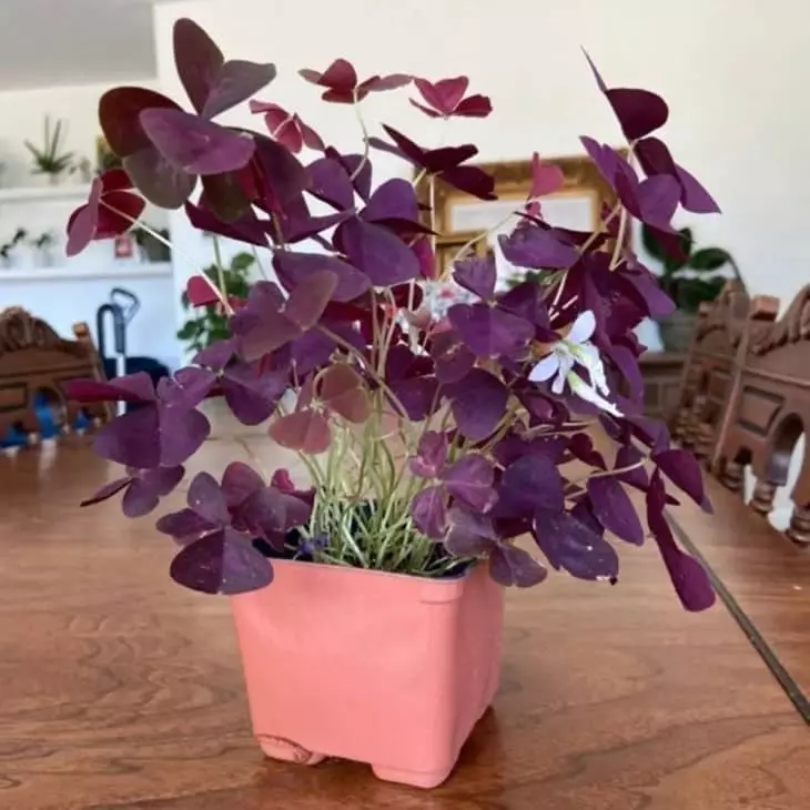 தயாரிப்பு படம்: Oxalis Shamrock Triangularis House Plant