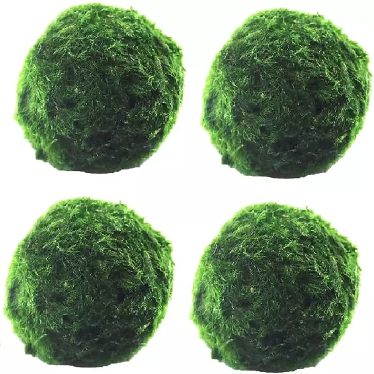 Produktbillede: Marimo Moss Balls