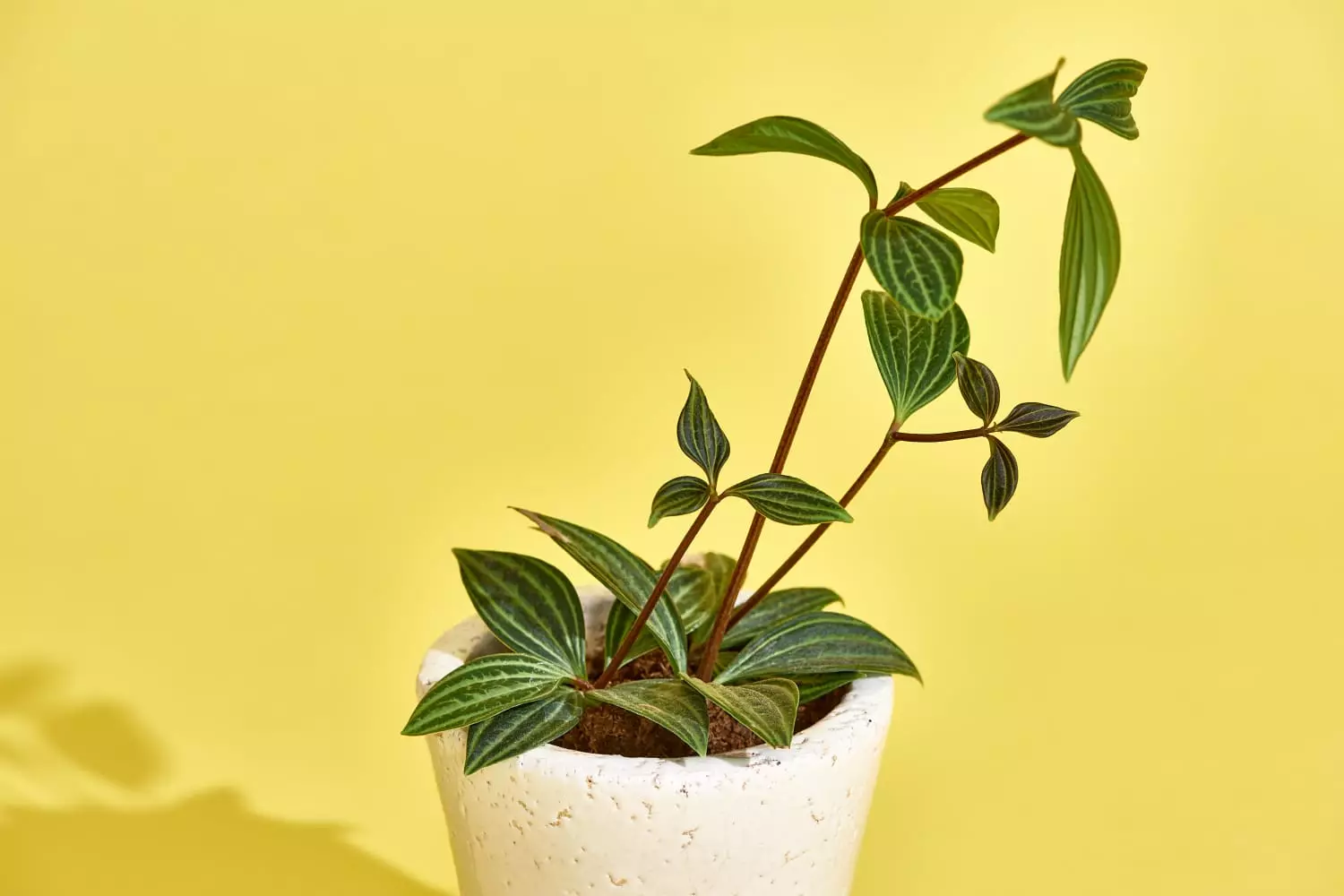 Peperomia ist eine der am einfachsten anzubauenden Pflanzen da draußen