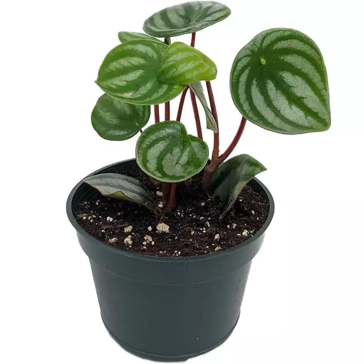 Wêne Hilber: Zebeş Peperomia Lịvẹ Plạnt