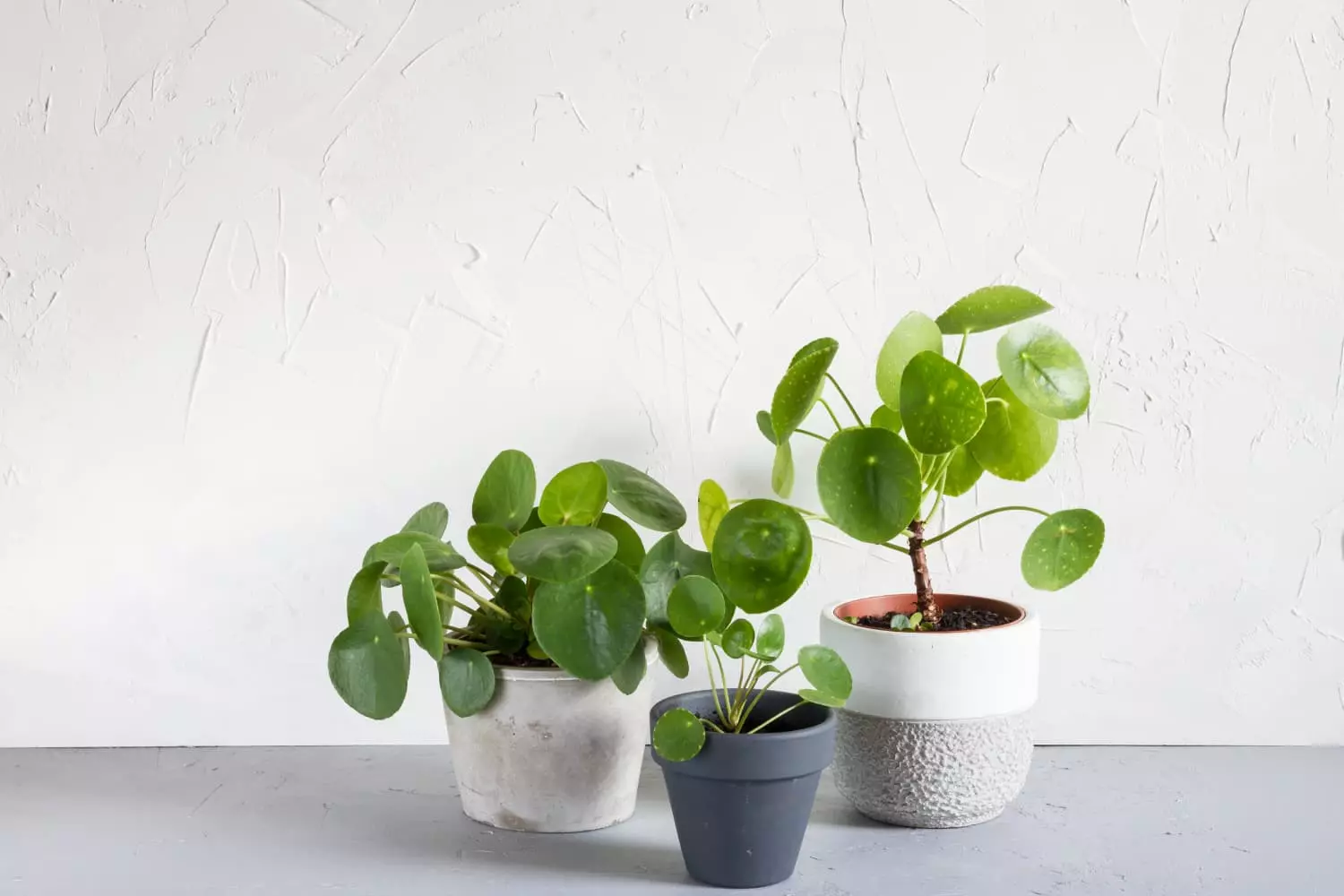 As plantas de diñeiro chinesas amigables con fotografías son bonitas e fáciles de coidar