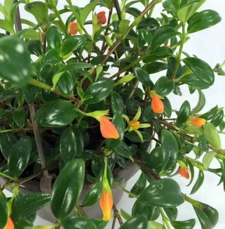 Imagine produs: Plant Goldfish – Planta Columnea Gloriosa – 1 Plante – 4” Lungime – Navă în ghiveci de 3”