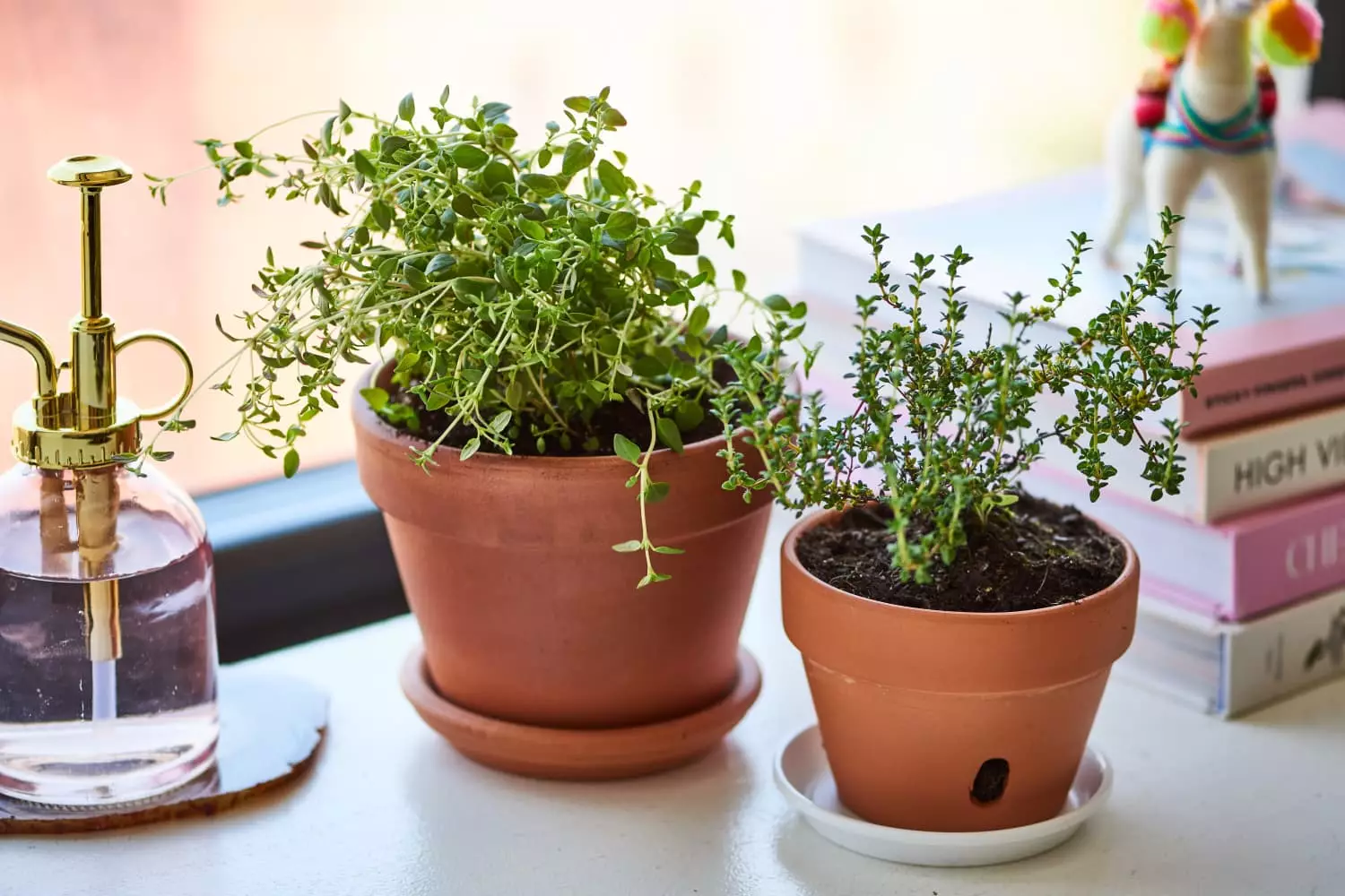 Como cultivar plantas de tomiño no interior