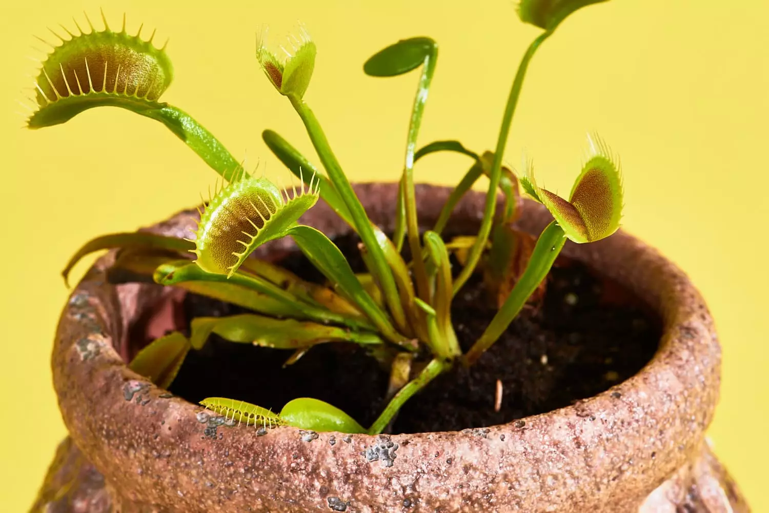 Igitangaje Nyamara Inkuru Yukuri Inyuma ya Venus Flytrap