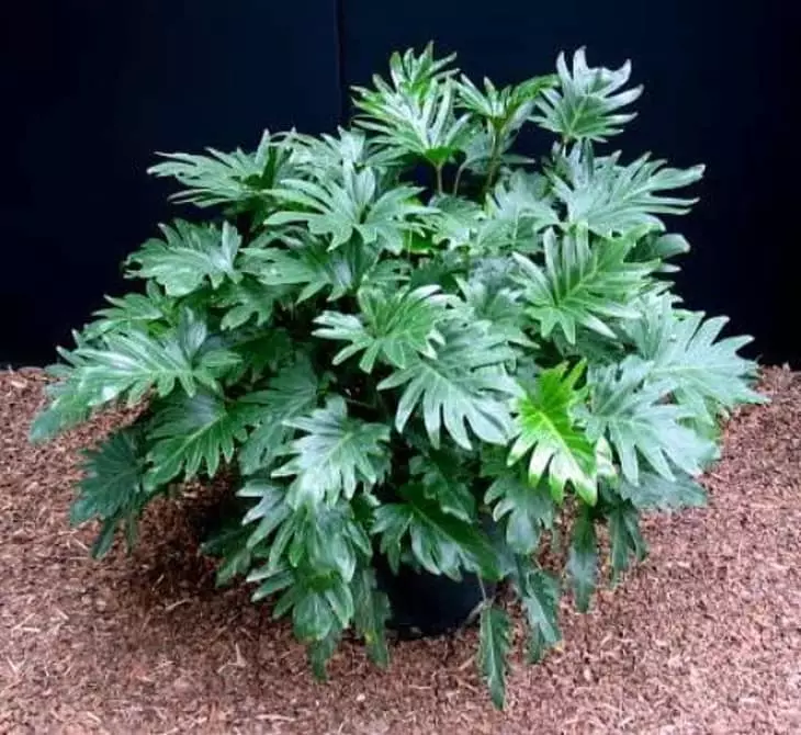 Chithunzi chazogulitsa: Hirt's Gardens Xanadu Philodendron mu 4-In. Mphika