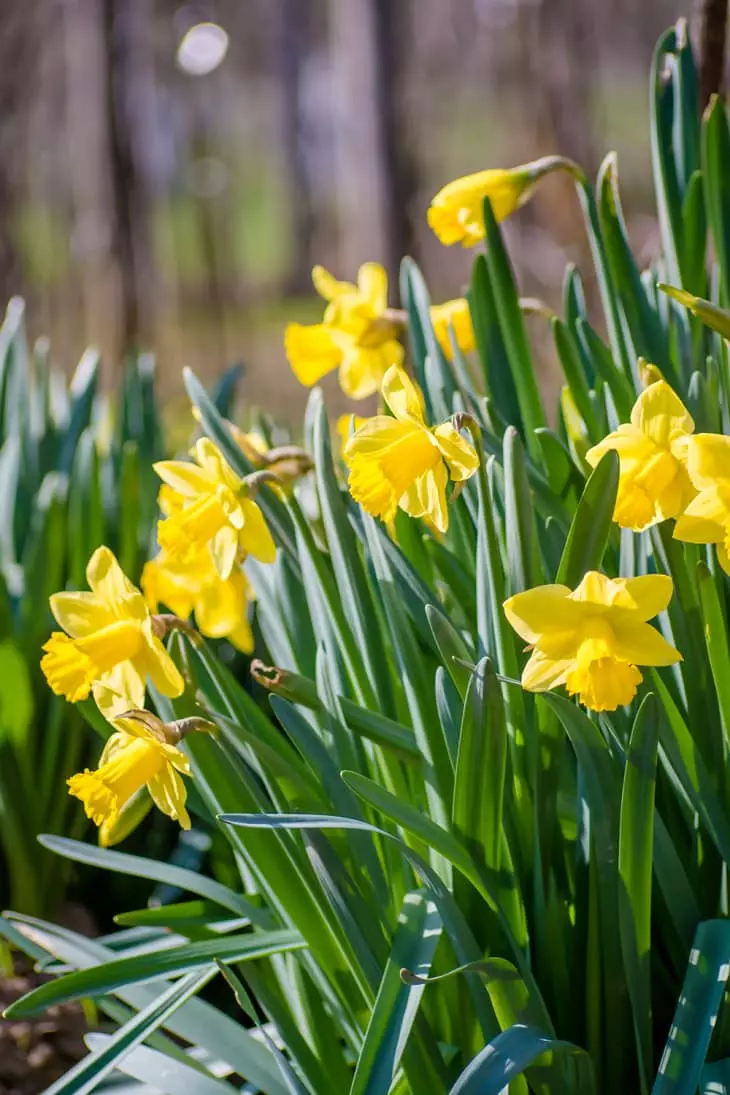 Daffodils