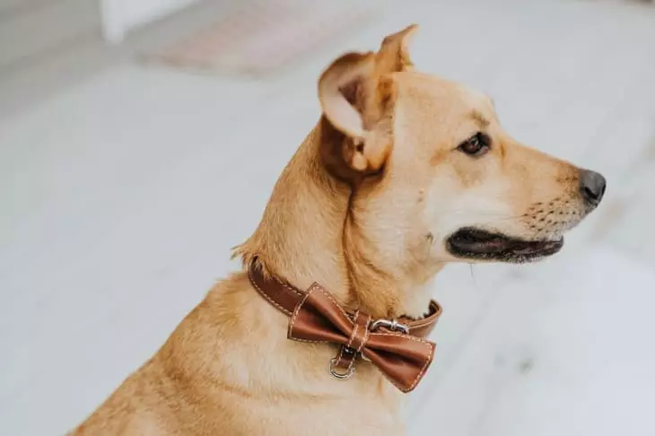 Vörumynd: The Leather Expert Dog Collar