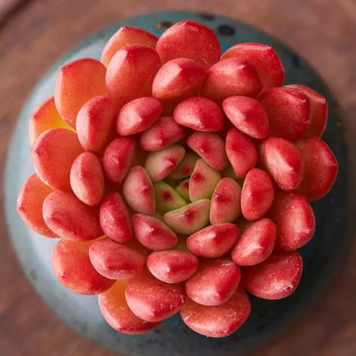 រូបភាពផលិតផល៖ Succulent Sedeveria Pink Ruby, ឫសគល់យ៉ាងពេញលេញនៅក្នុងផើងចំការ 2 អ៊ីញ