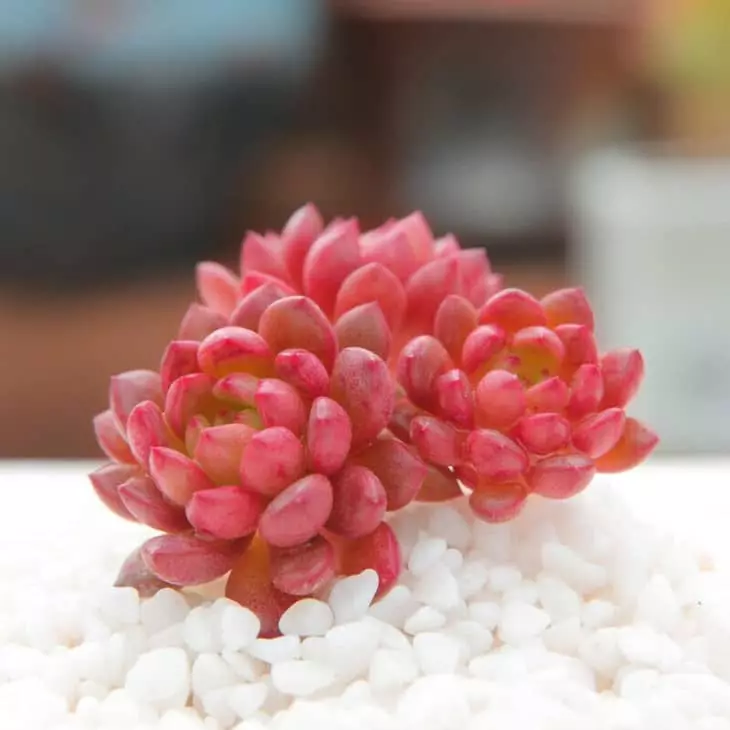 រូបភាពផលិតផល៖ Succulent Live Plants – Sedeveria Pink Ruby 4cm (Three Head)