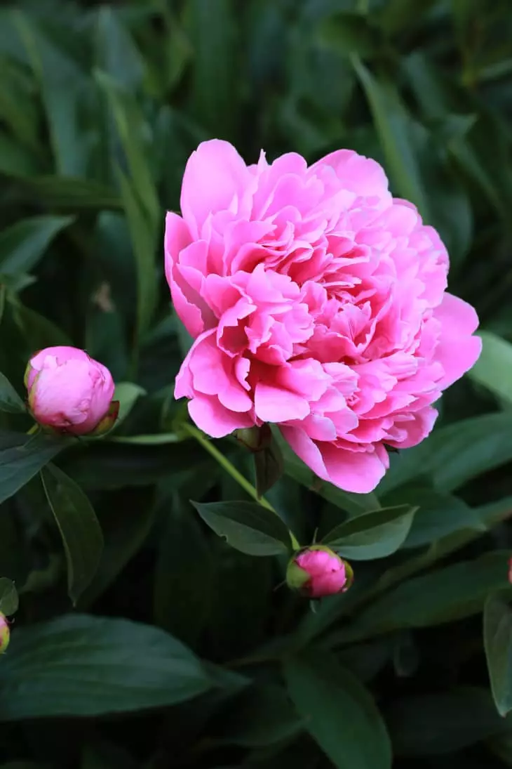 Peony bándearg