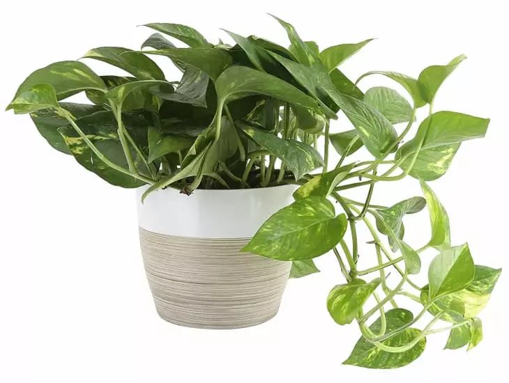 產品圖片：Costa Farms 惡魔的常春藤金色 Pothos