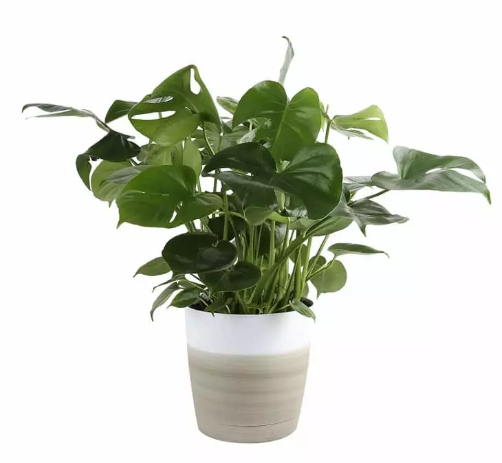 Изображение на продукта: Costa Farms Swiss Cheese Monstera Deliciosa