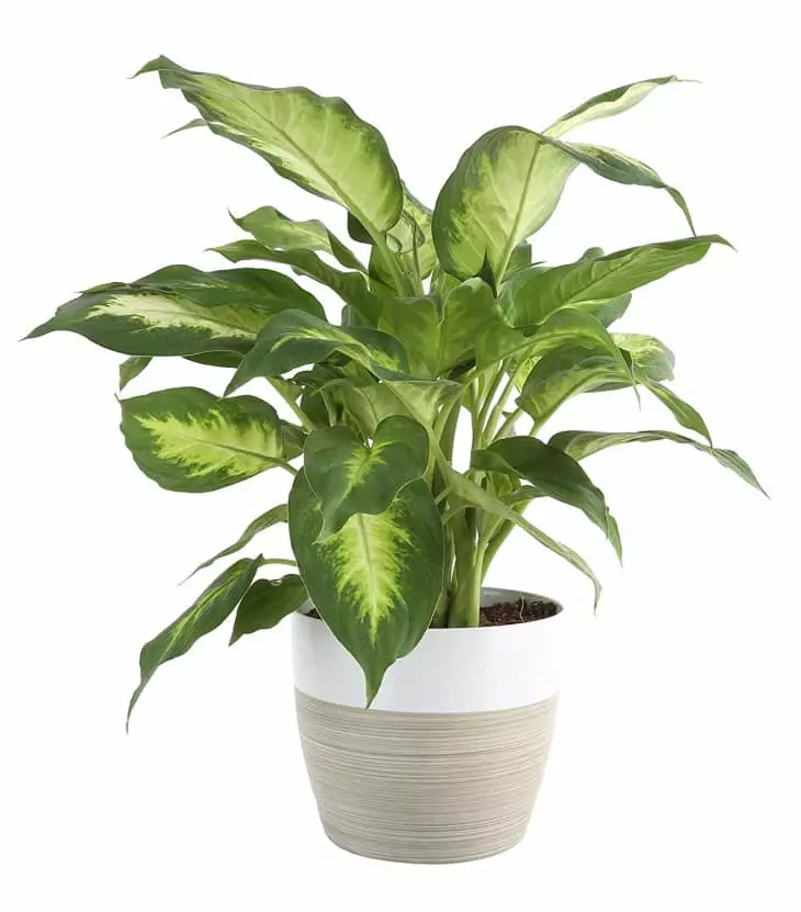 ഉൽപ്പന്ന ചിത്രം: Costa Farms Dumb Cane Dieffenbachia