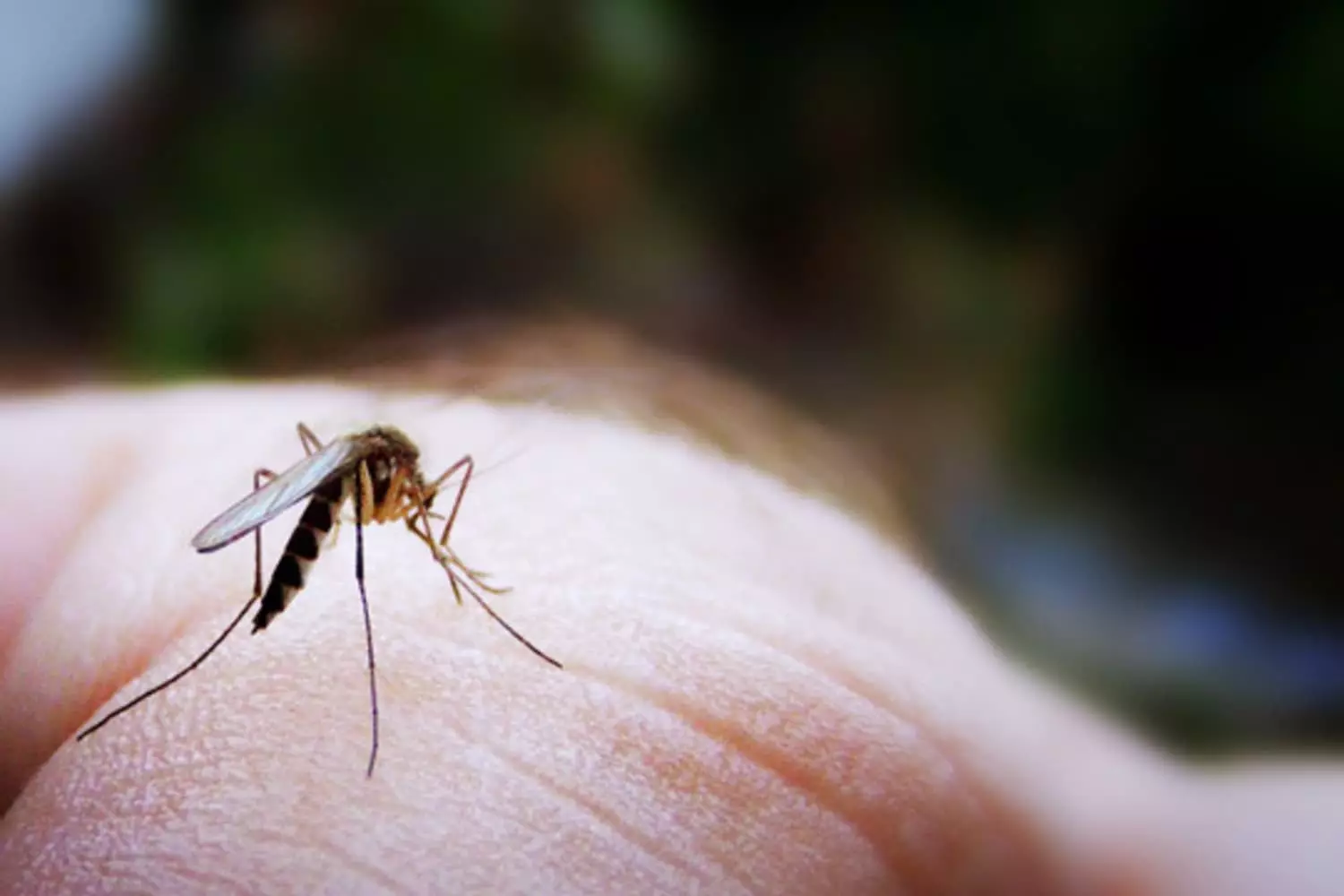 Nyamuk Berkerumun Di Sekitar Empat Warna Ini Paling Banyak
