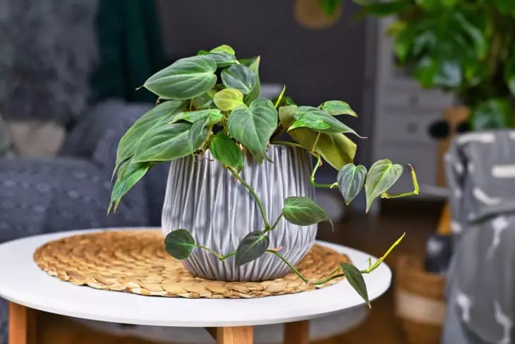 Cây trồng trong nhà 'Philodendron Hederaceum Micans' nhiệt đới với những chiếc lá hình trái tim với kết cấu nhung trong chậu hoa màu xám trên bàn cà phê