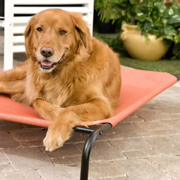 Produktbilde: Coolaroo Elevated Dog Bed