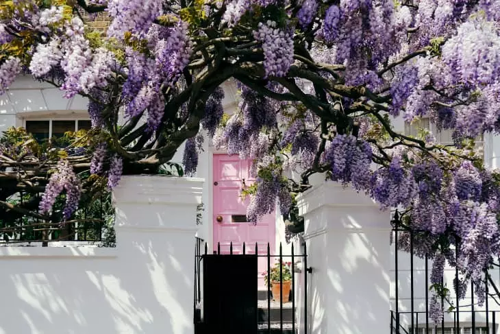 Crann wisteria faoi bhláth a chlúdaíonn aghaidh tí i Notting Hill, Londain ar lá geal grianmhar