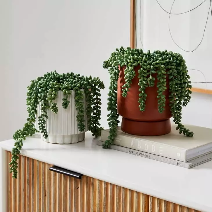 Gambar produk: Faux Potted Donkey Tail Plant, Sedeng