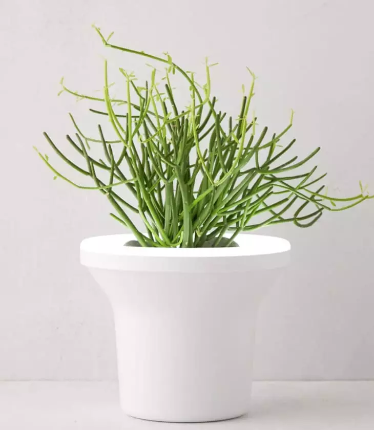 製品画像：Umbra Ora Grow Light Planter