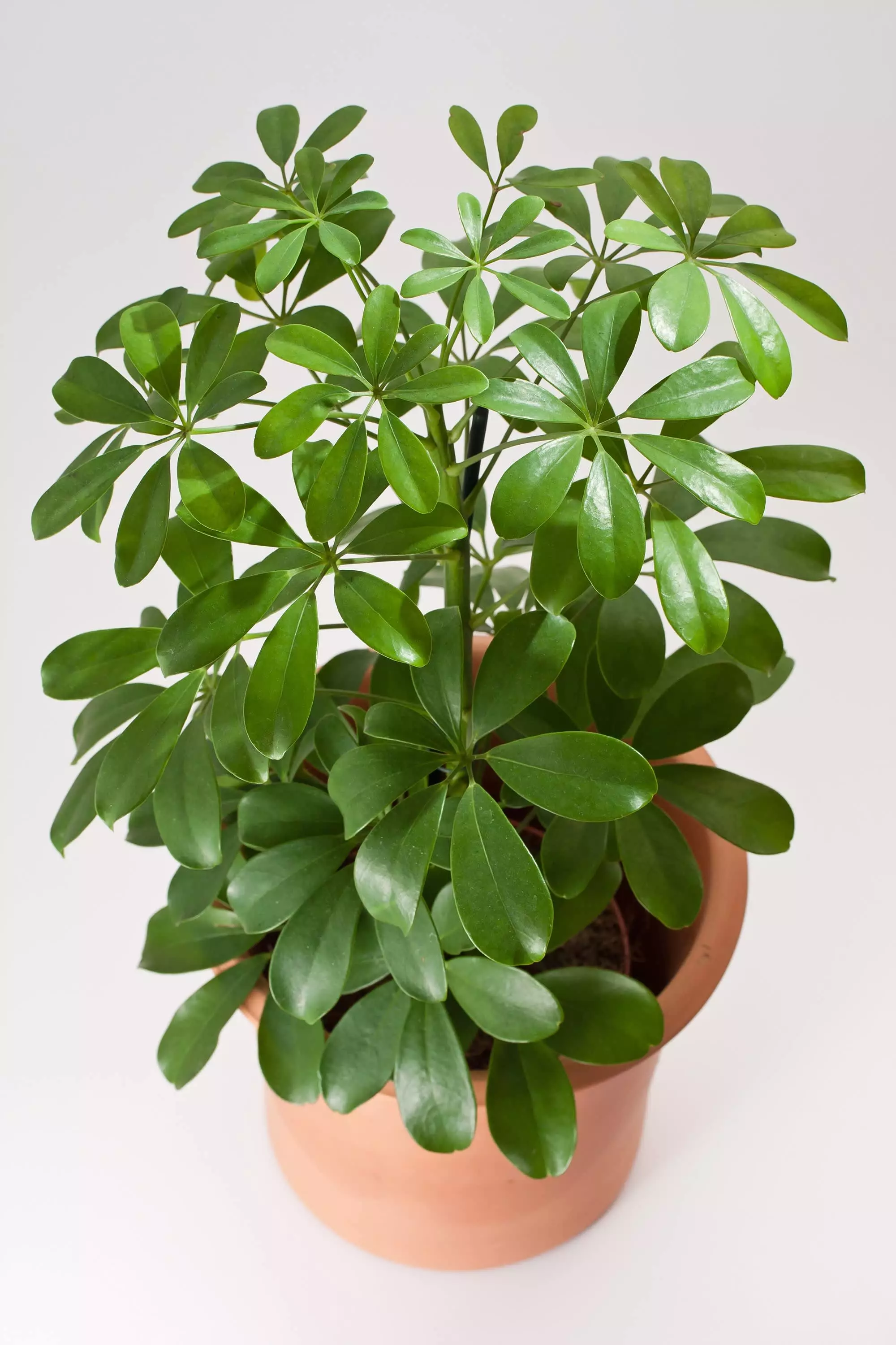 Plante parapluie en pot beige