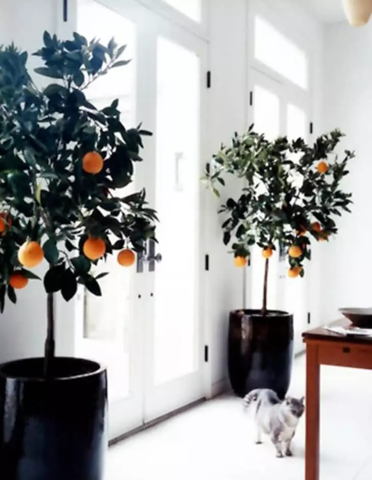 2 citrusträd på intilliggande sidor av vita dubbeldörrar