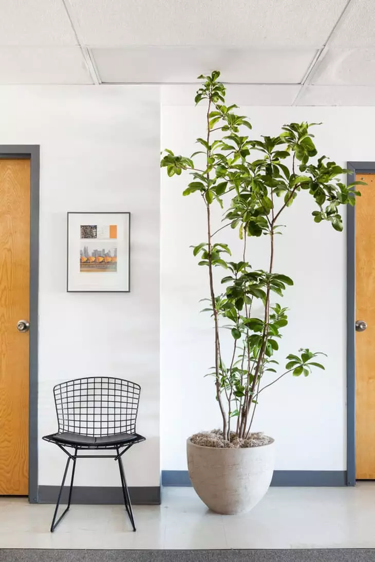 Karakaträd i korridoren i en byggnad