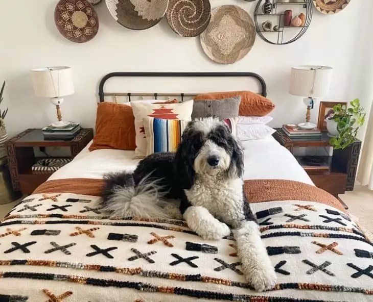 Pes na posteli