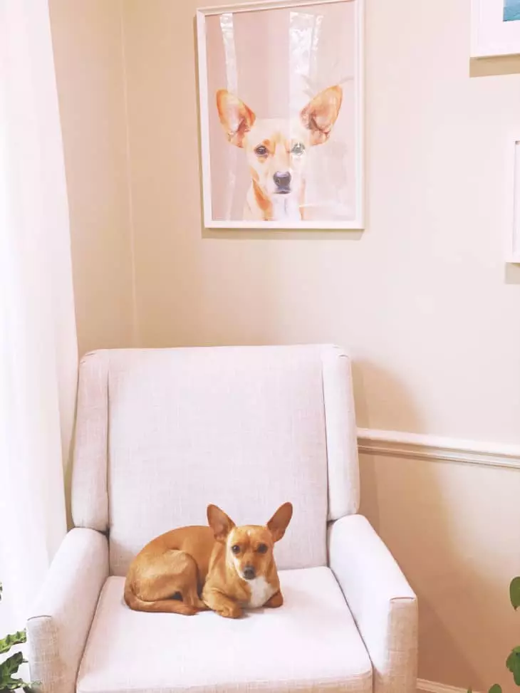 Собака сидит на стуле под своим портретом