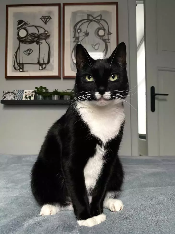 Tuxedo kucing