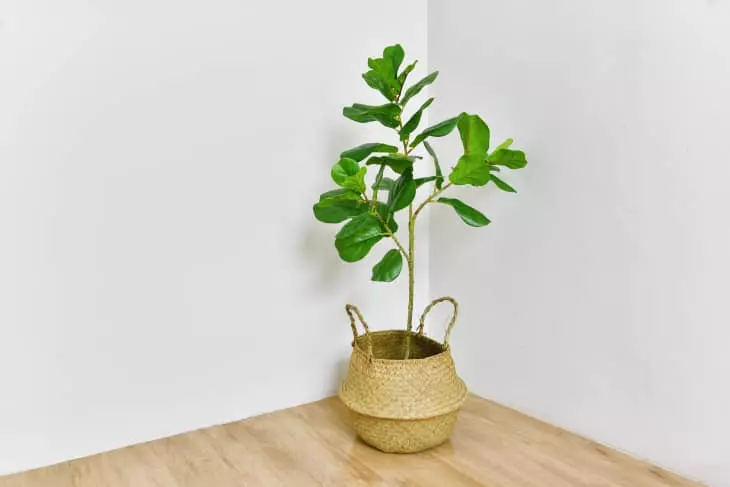 Kunstplant, Fiddle leaf vijgenboom op kamerhoek, Indoor tropische kamerplant voor huis en woonkamer interieur..