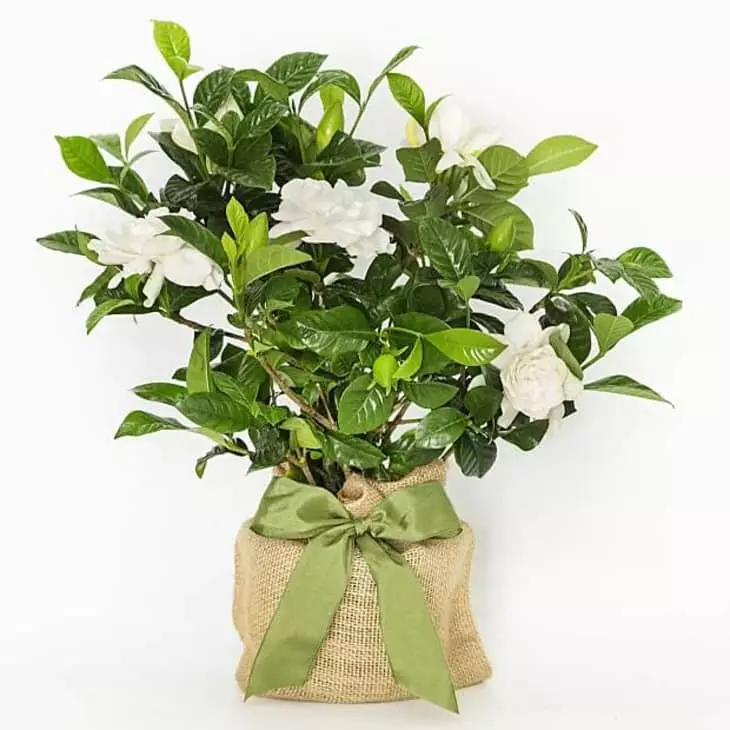 Khoom duab: Graceful Gardenia Cog