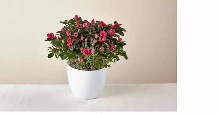 Produktbillede: Pink Azalea Plant