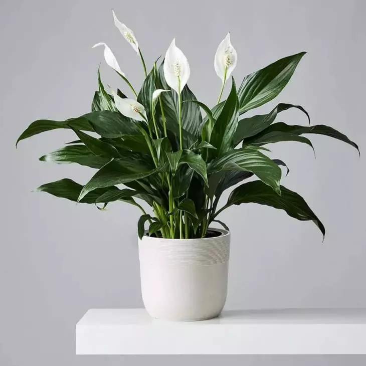 Produktbillede: Peace Lily Plant With Planter, Medium