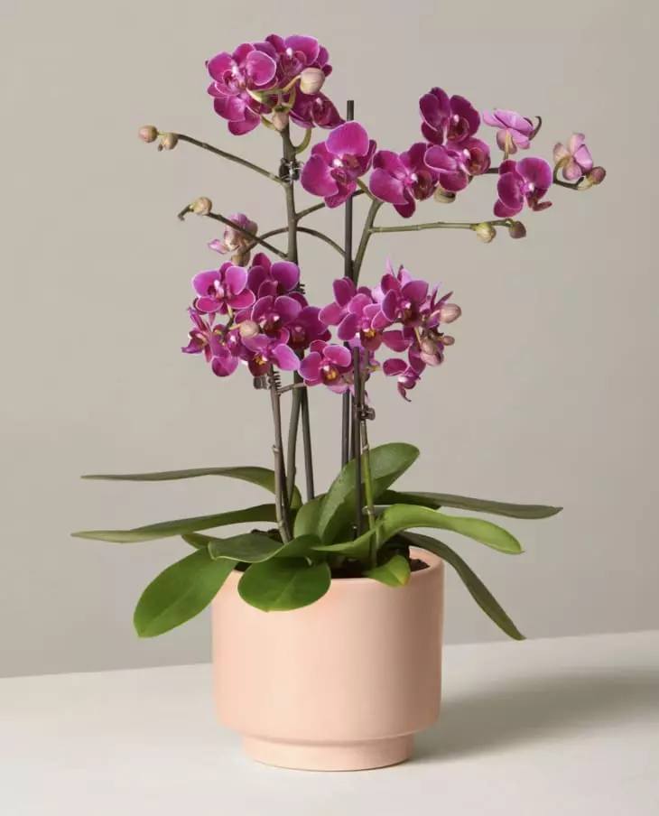 產品圖片：紫蘭花