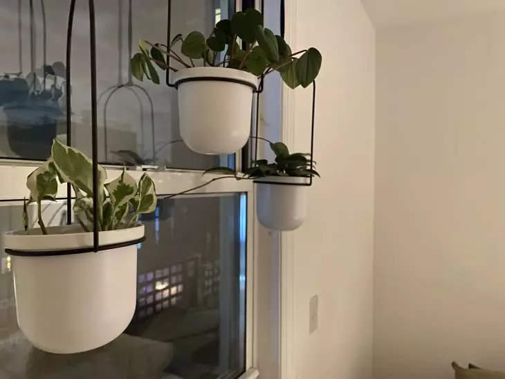 plante wat in slaapkamervenster hang