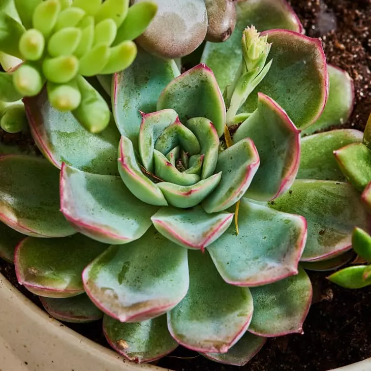 የ echeveria መዝጋት