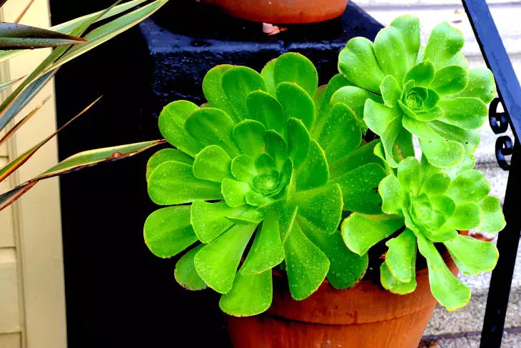 Aeonium arboreum rosettes